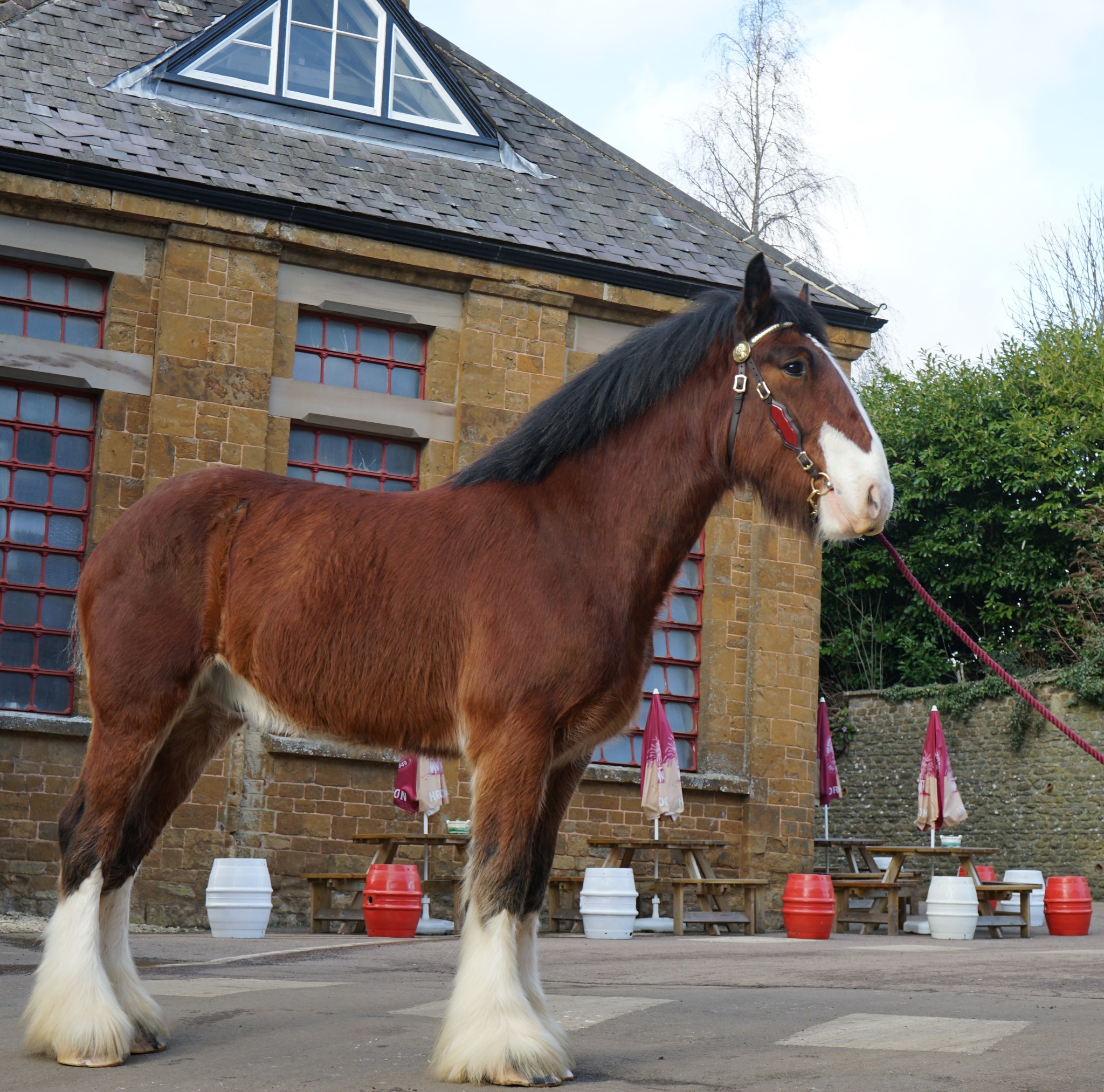 New recruit to the brewery Shire Horse Team - Hook Norton Brewery